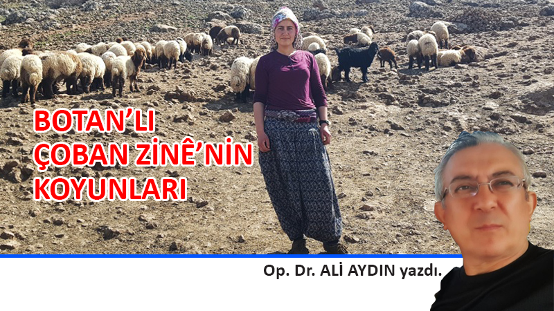 Botan’lı Çoban Zinê’nin Koyunları | sonhaber16.com